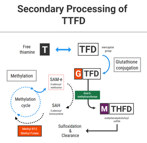 Paradoxical Reactions With TTFD: The Methylation Connection - Hormones ...