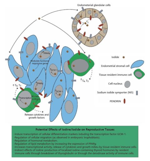 The Extrathyroidal Role of Iodine - Hormones Matter