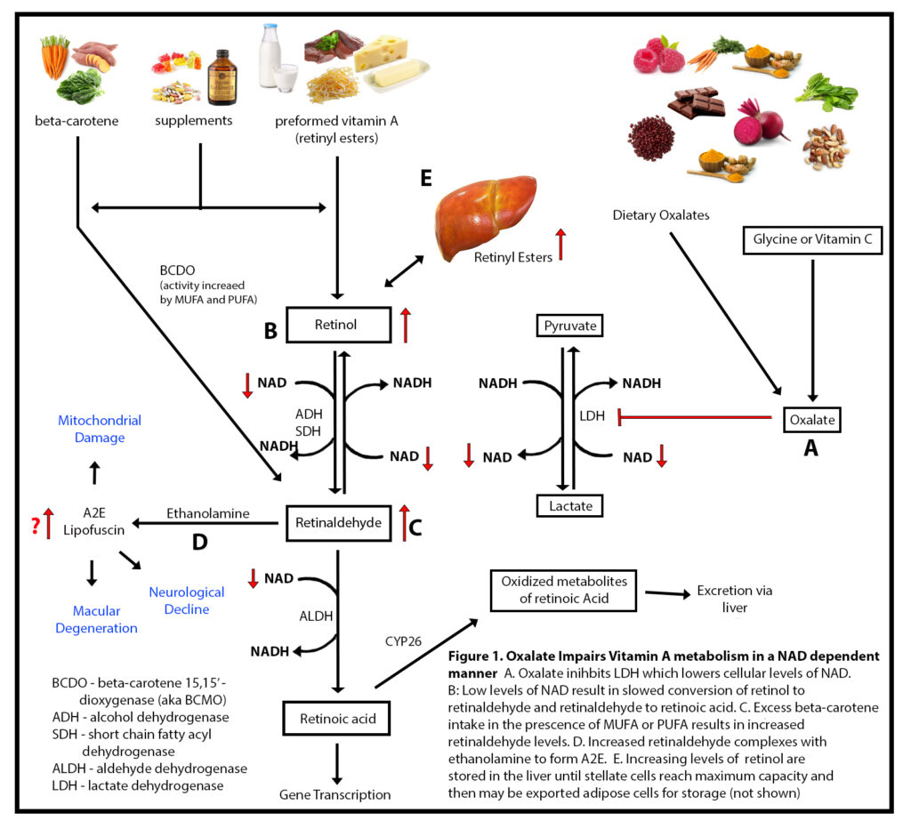 Oxalate: A Potential Contributor to Hypervitaminosis A - Hormones Matter