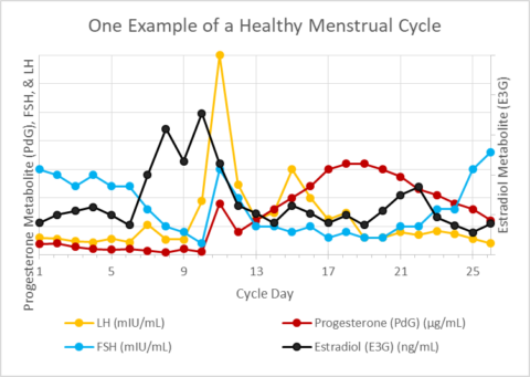How Hormones Rise and Fall Throughout the Menstrual Cycle - Hormones Matter